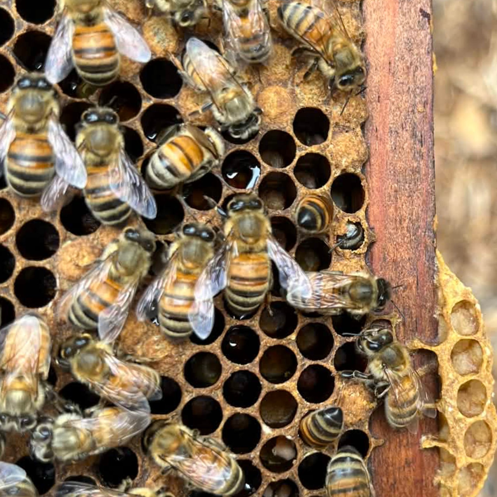 Honey Bee Flight Concert Band Sheet Music | J.W. Pepper